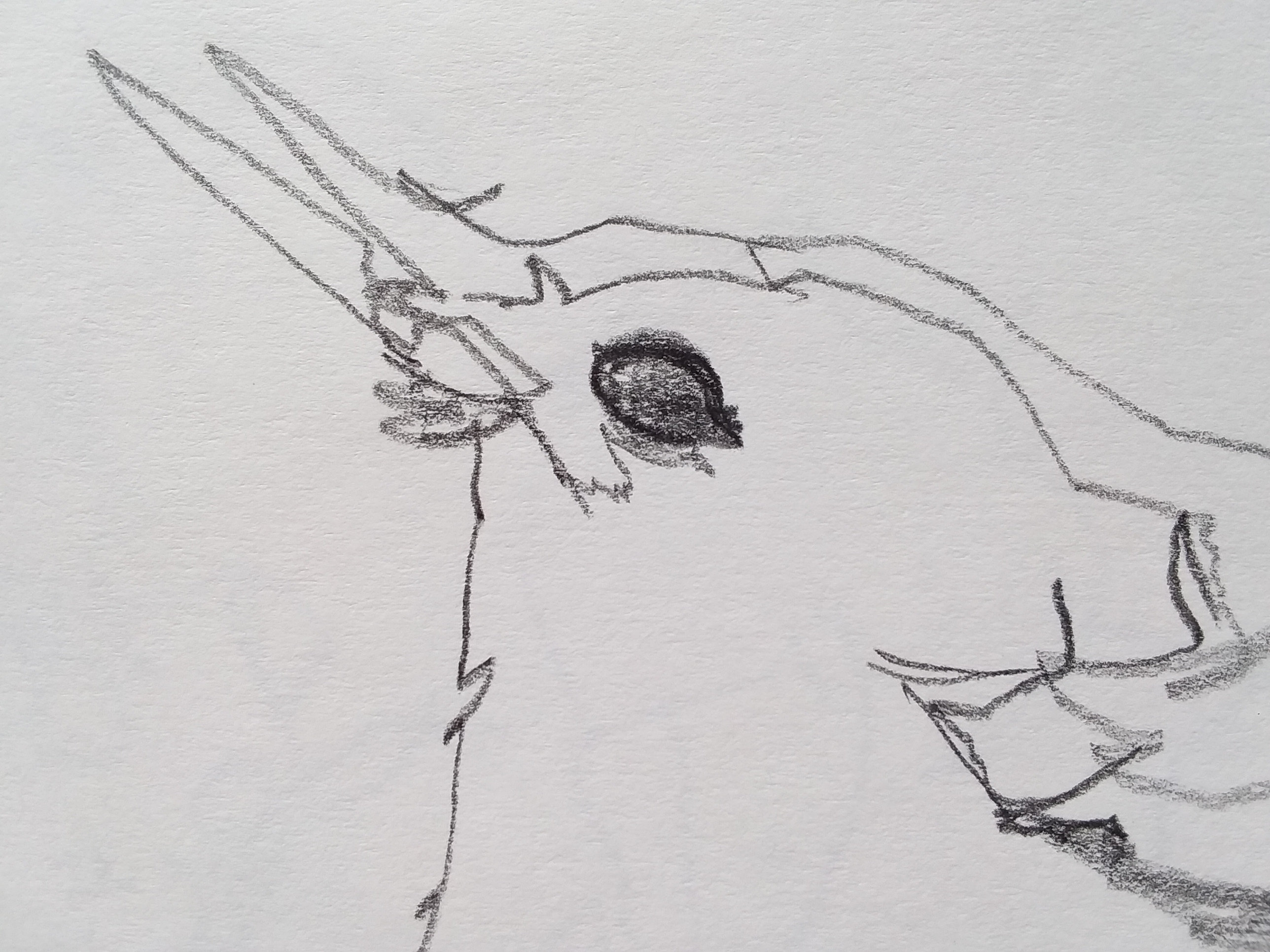 Nuthatch Bird Drawing, Original Graphite Drawing, Line Drawing, Blind ...