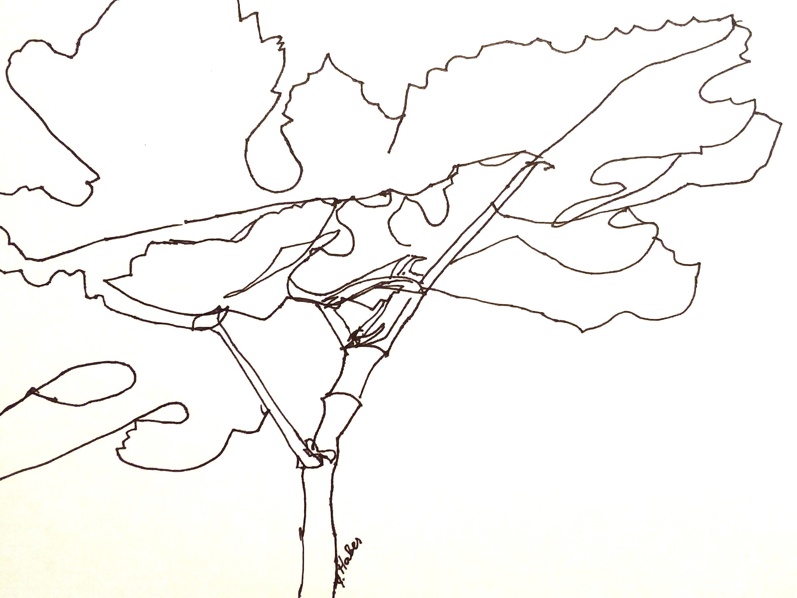 Fig Tree Sketch, Pen and Ink Artwork, Blind Contour Drawing, 5x8 - Etsy