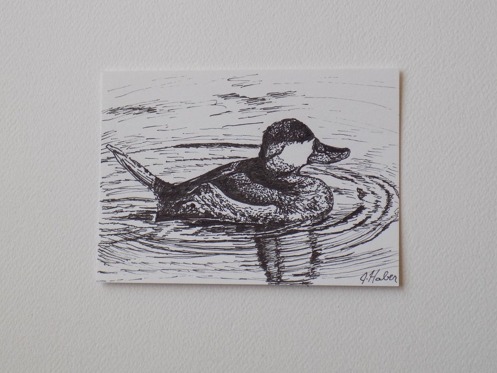 ACEO Ruddy Duck OOAK Pen and Ink Art Pen and Ink Drawings | Etsy