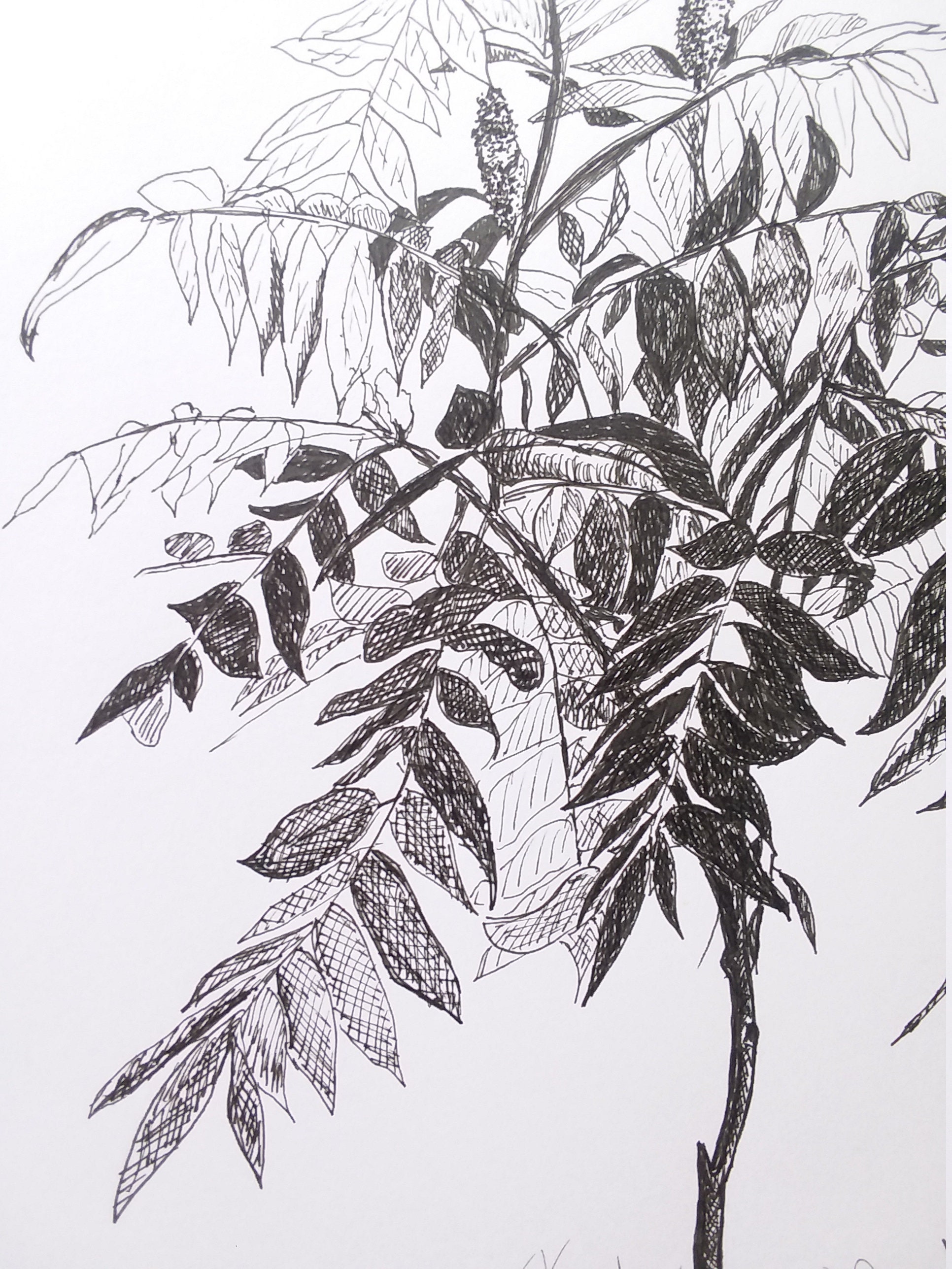 Original Drawing, Sumac Tree, Pen and Ink Drawing, 8x11, OOAK One of a ...