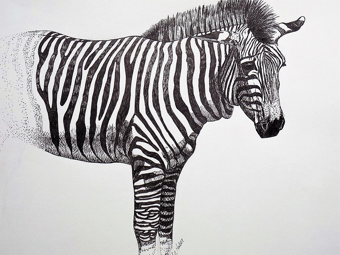 Pen Ink Zebra, Original Pen and Ink Drawings, Drawing of Zebra, Pen and ...