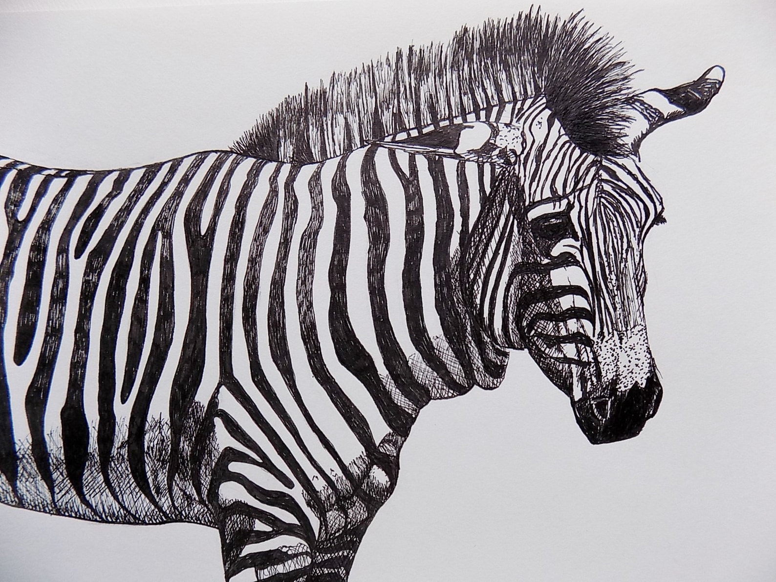 Pen Ink Zebra, Original Pen and Ink Drawings, Drawing of Zebra, Pen and ...