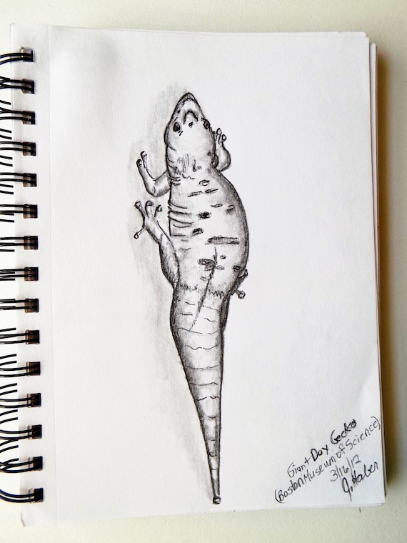 Reptiles Lizards Drawing