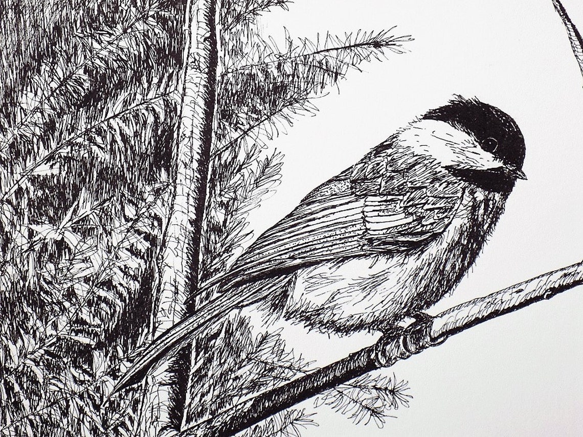 Chickadee Pen and Ink Drawing, Pen and Ink Art, Chickadee Print, 8 X 10 ...