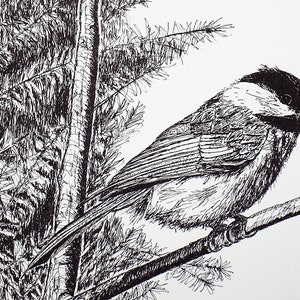Chickadee Pen and Ink Drawing, Pen and Ink Art, Chickadee Print, 8 X 10 ...