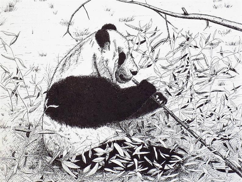 Panda Print, Pen and Ink Drawings, Animal Art, 8 X 10 Giclee Art Print ...