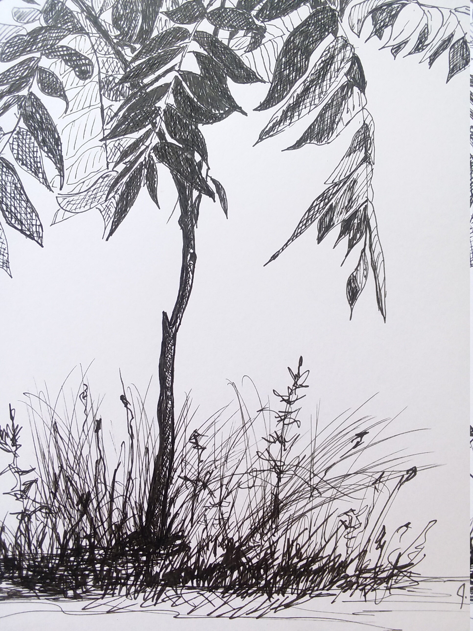 Original Drawing Sumac Tree Pen and Ink Drawing 8x11 OOAK - Etsy