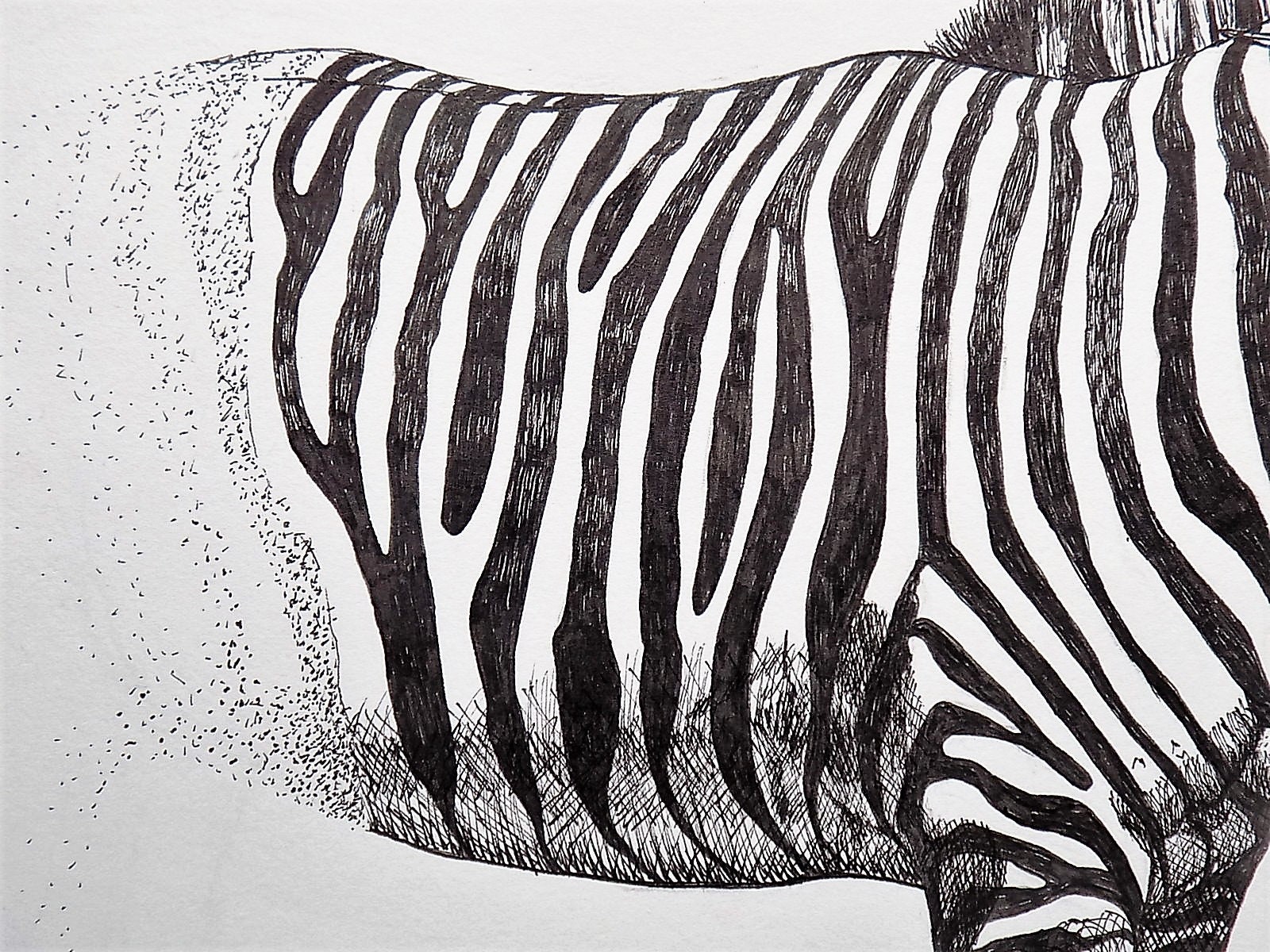 Pen Ink Zebra, Original Pen and Ink Drawings, Drawing of Zebra, Pen and ...