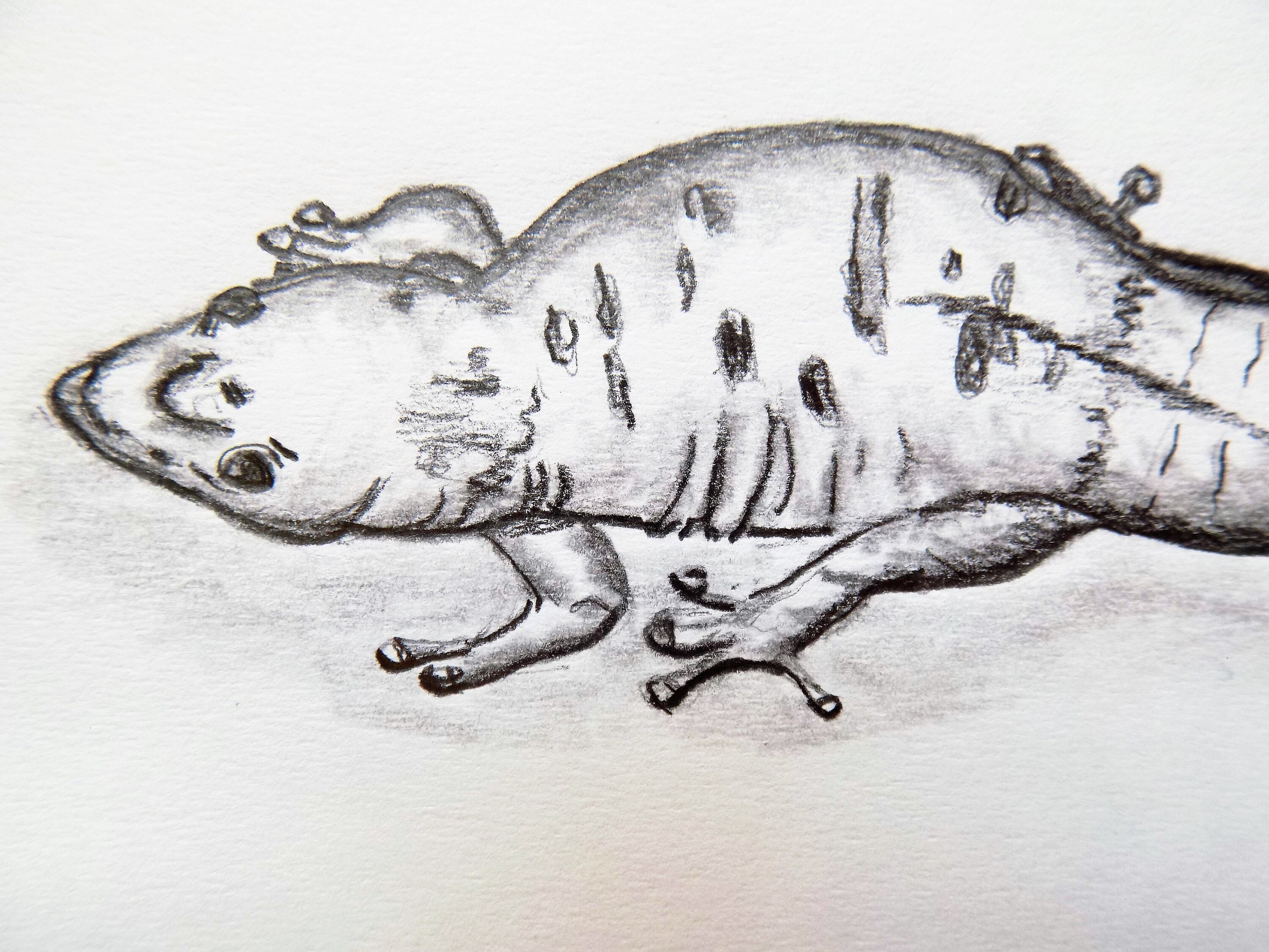 Lizard Drawing Pencil