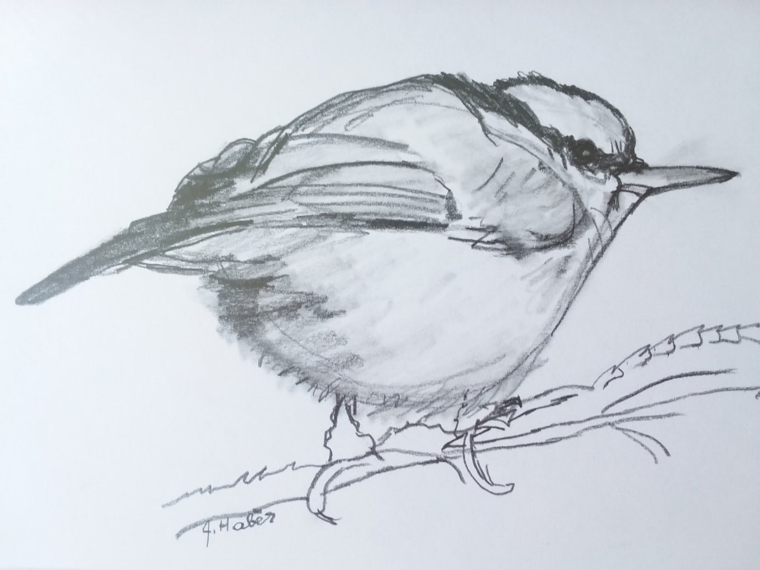 Bird Wall Decor, Pencil Drawing of a Red Breasted Nuthatch, Pencil ...