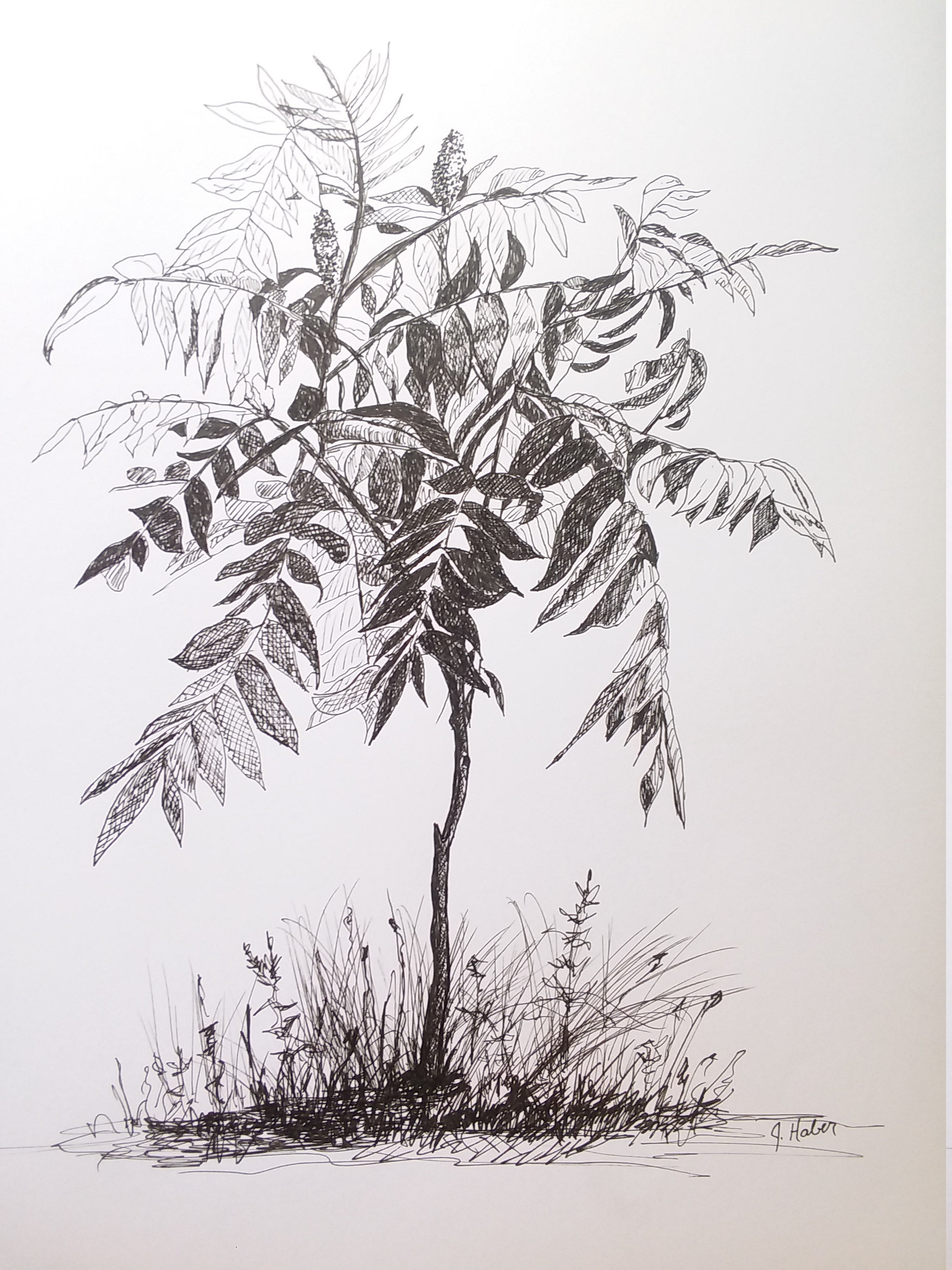 Neem Tree Drawing