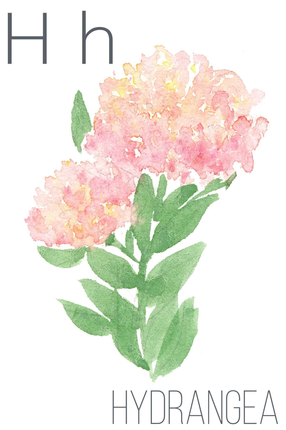 Botanical Alphabet Chart / ABC Poster — Harlem Hill