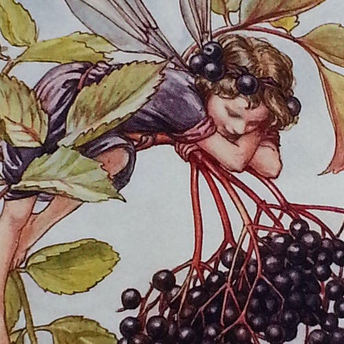 Flower Fairy Vintage Print 1930s Mounted May Fairy Cicely Mary Etsy