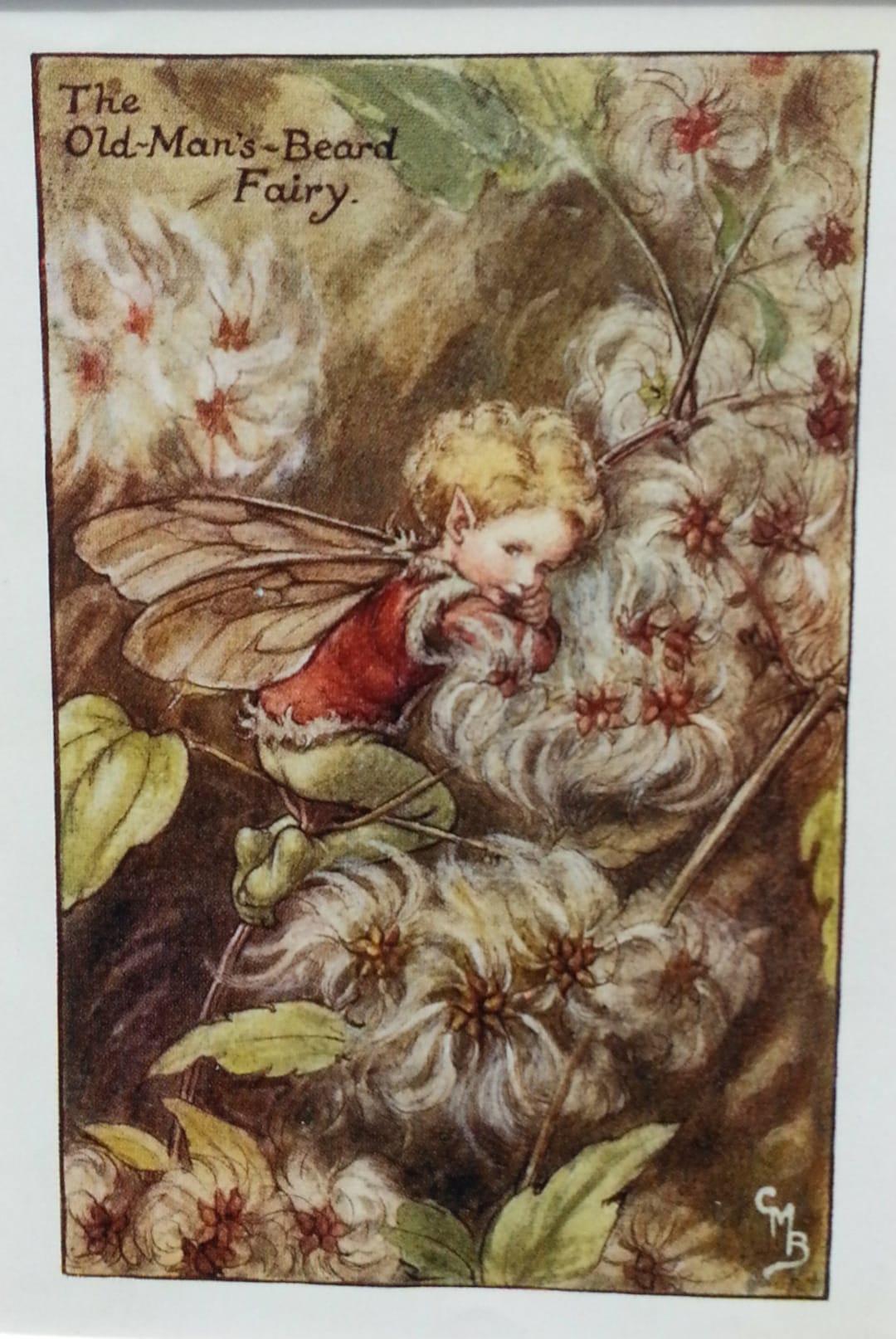 Flower Fairy Vintage Print 1930s Autumn Old Man's Beard - CICELY MARY ...