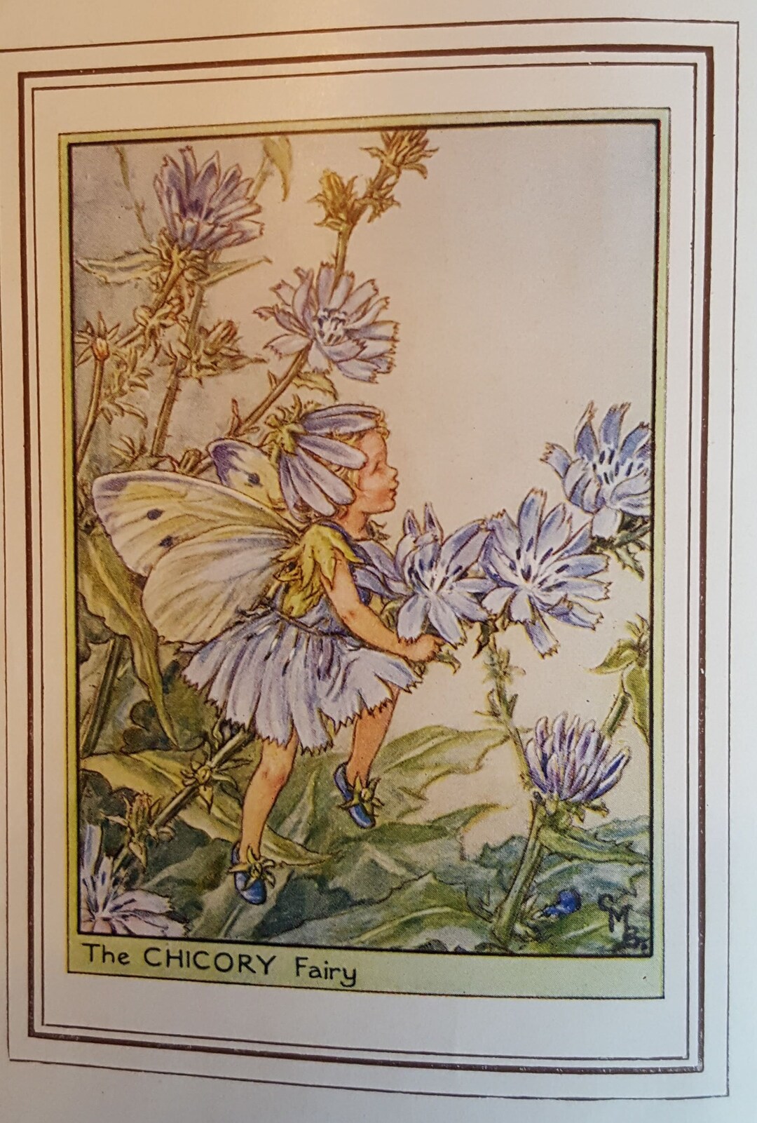 Chicory Flower Fairy UNMOUNTED Flower Fairies 1930's CICELY M BARKER ...