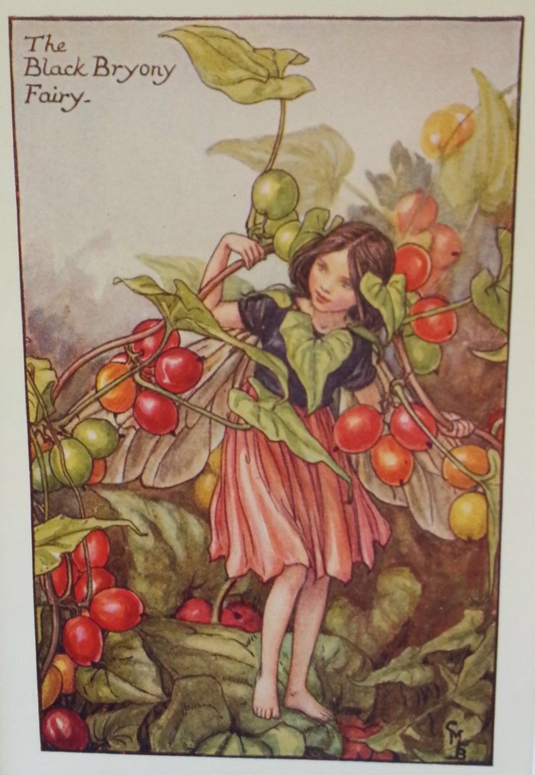 Flower Fairy Mounted Vintage Print 1930s Black Bryony - CICELY MARY ...