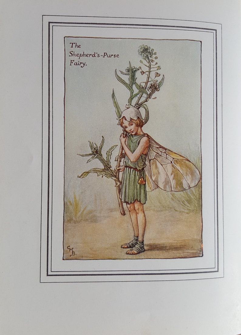 Shepherd's Purse Flower Fairy UNMOUNTED Flower Fairies 1930's CICELY M ...