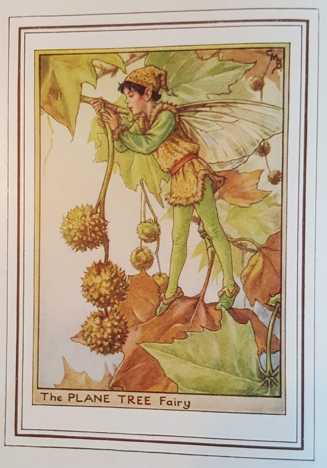 Plane Tree Flower Fairy UNMOUNTED Flower Fairies 1930's CICELY M BARKER ...