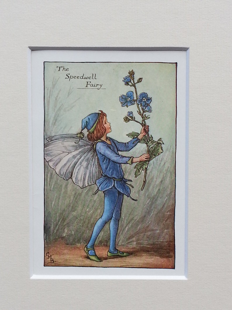 Flower Fairy Vintage Print 1930s Speedwell Flower Fairy CICELY MARY ...