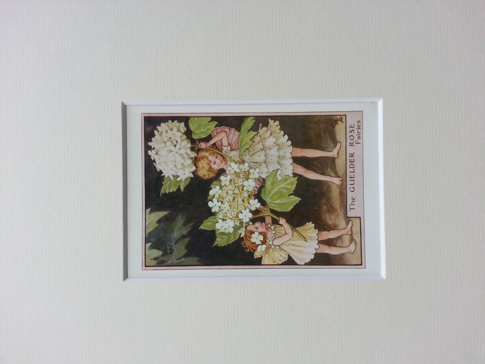 Flower Fairy the Elder Flower Tree CICELY MARY BARKER 1930s Flower ...