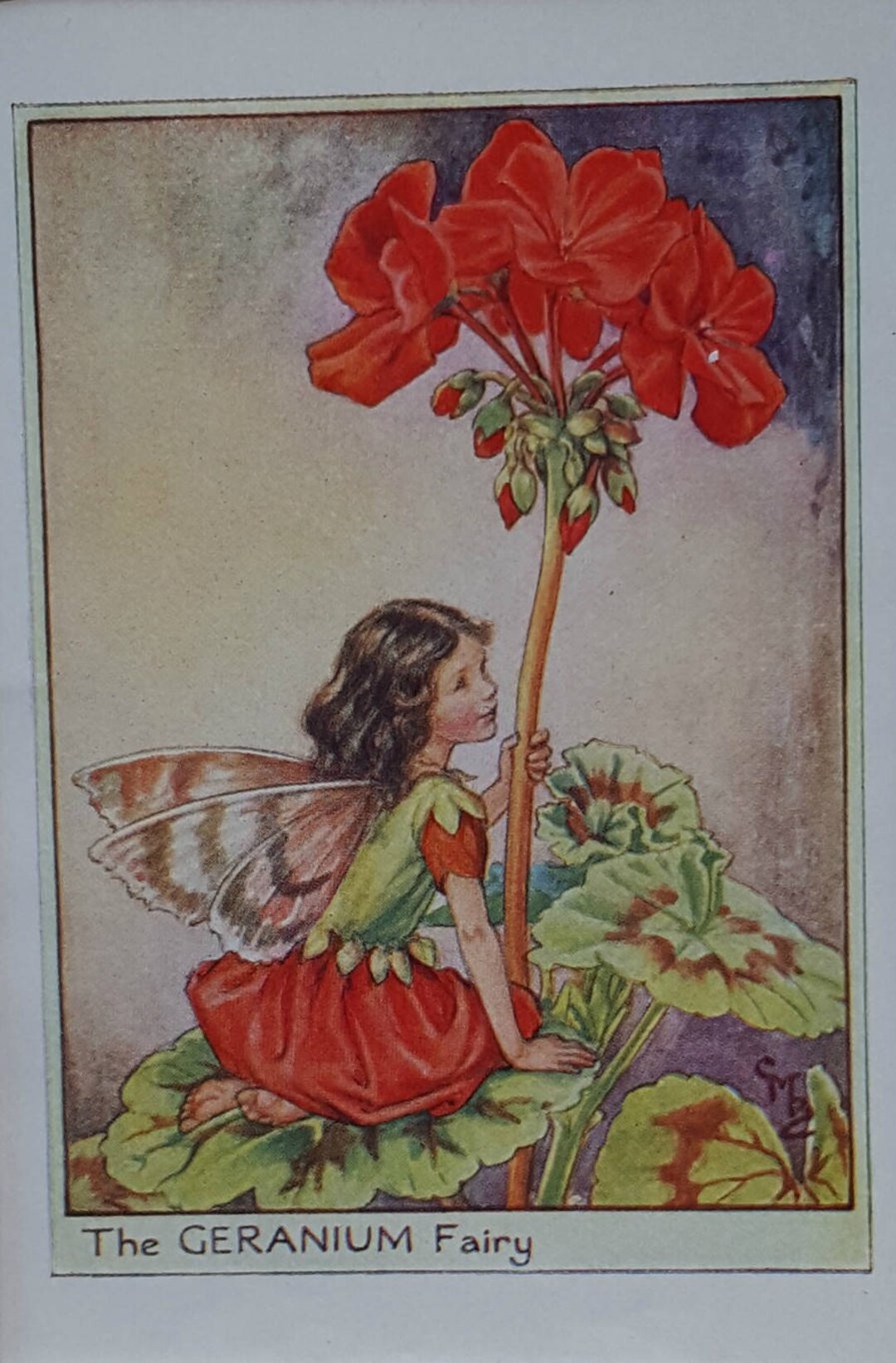 Flower Fairy Mounted Vintage Print Geranium Fairy Cicely Mary Barker ...