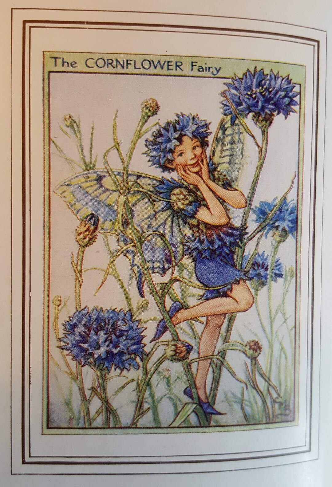 Cornflower Flower Fairy UNMOUNTED Flower Fairies 1930's CICELY M BARKER ...