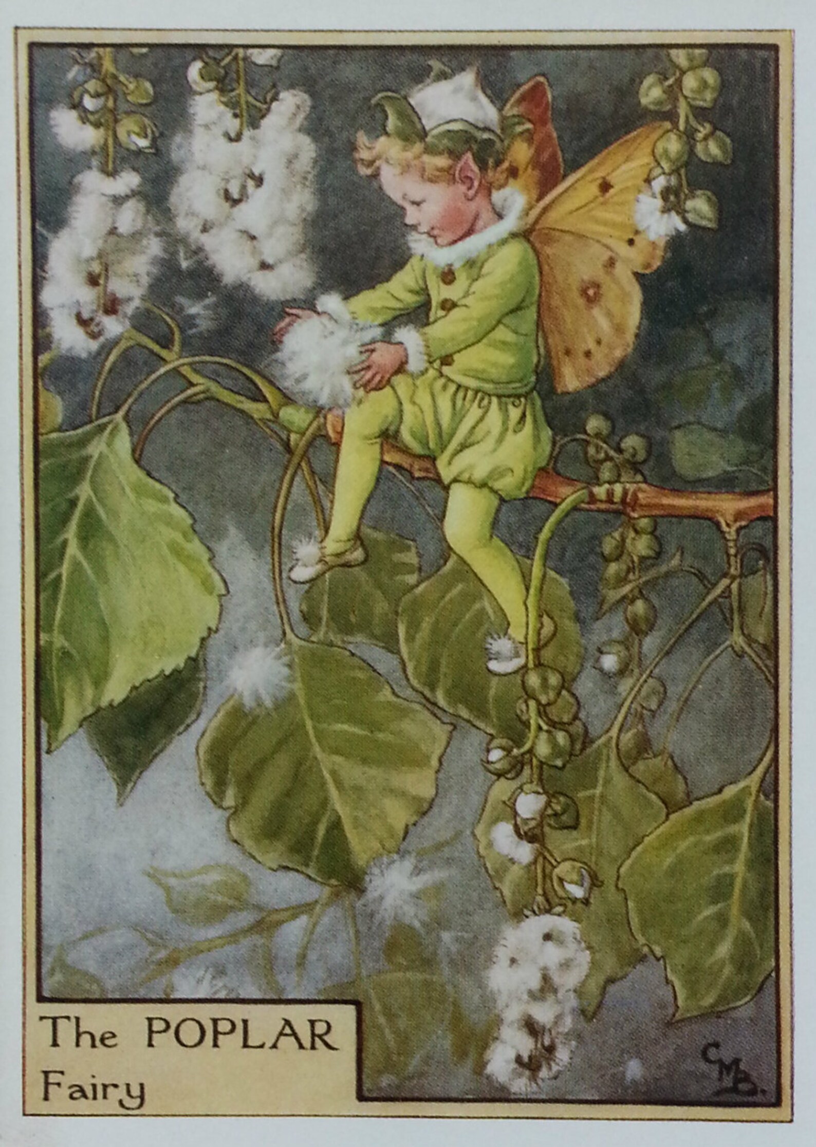 Flower Fairy Vintage Print 1930s the Poplar Tree CICELY MARY BARKER ...