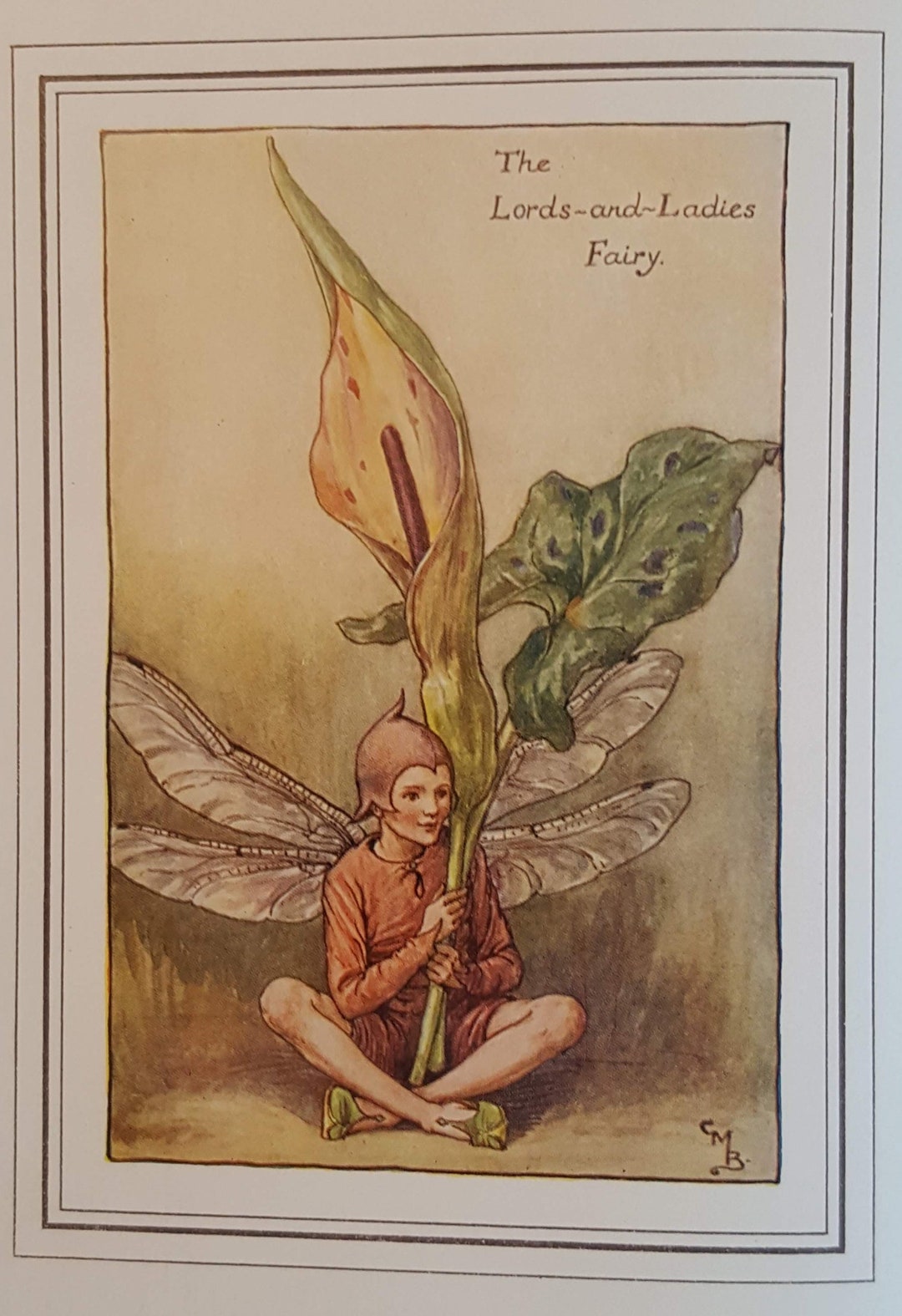 Lords and Ladies Spring Flower Fairy UNMOUNTED Flower Fairies 1930's ...
