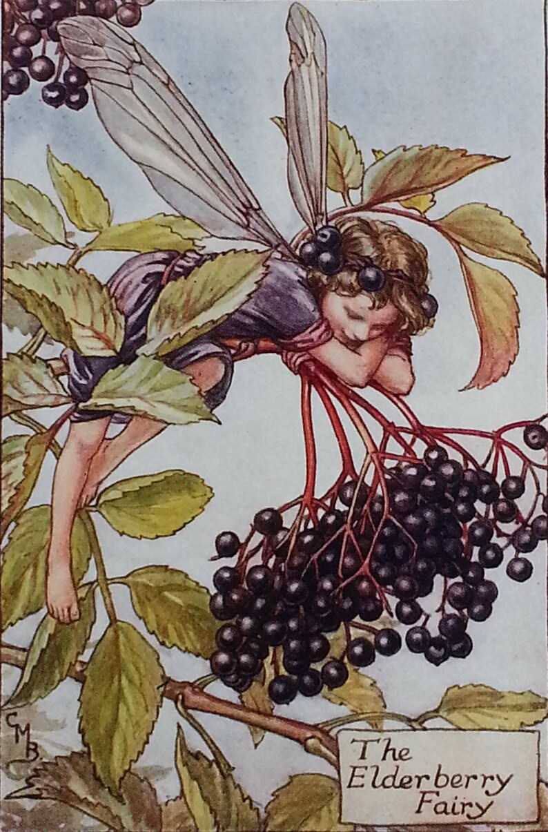 Flower Fairiy Vintage Print Autumn Elderberry Fairy Cicely Mary Barker ...