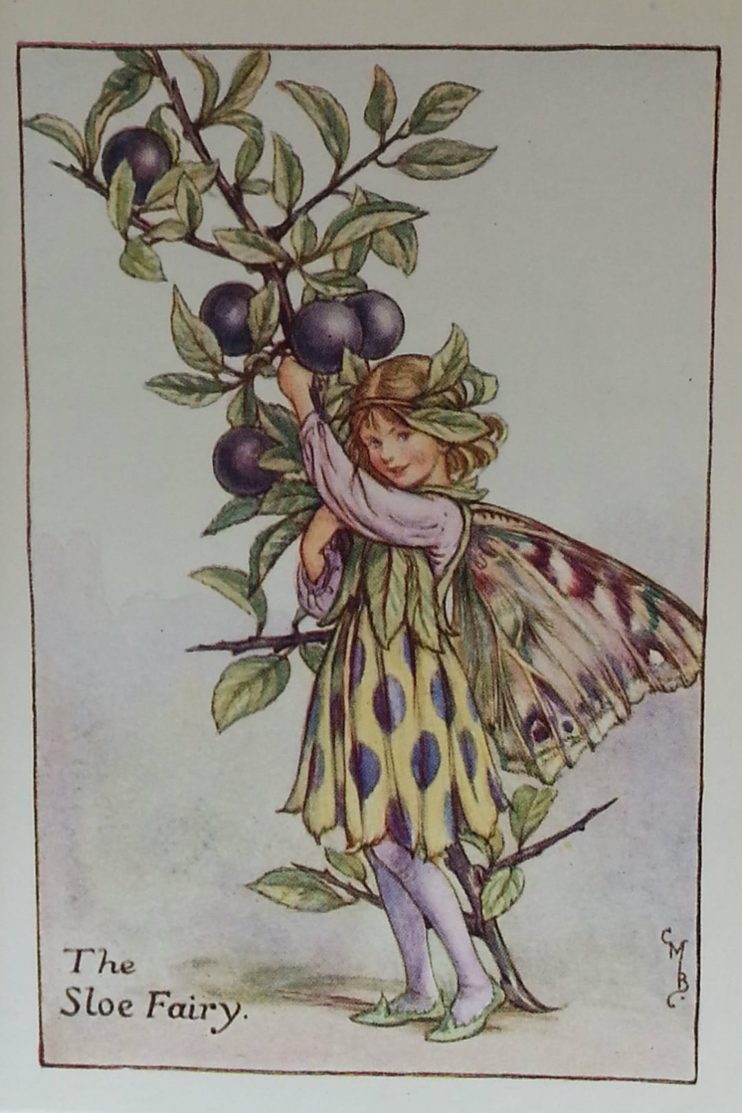 Flower Fairy Vintage Print 1930s Autumn Sloe Flower Fairy CICELY MARY ...