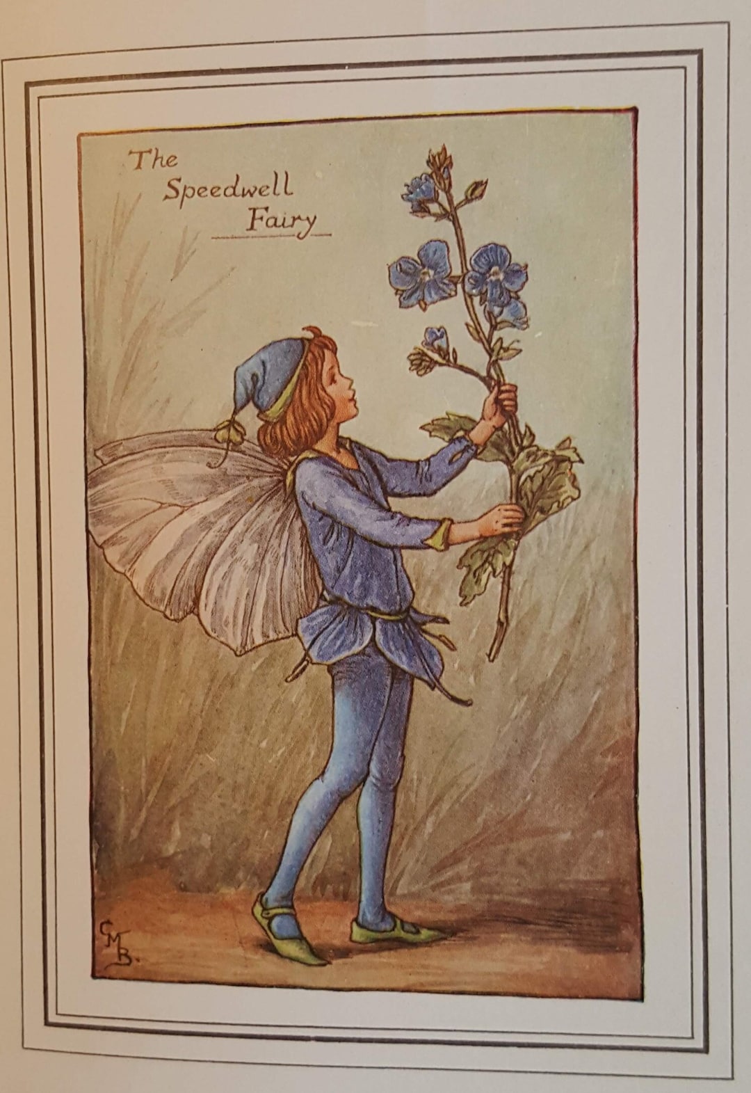 Speedwell Spring Flower Fairy UNMOUNTED Flower Fairies 1930's CICELY M ...