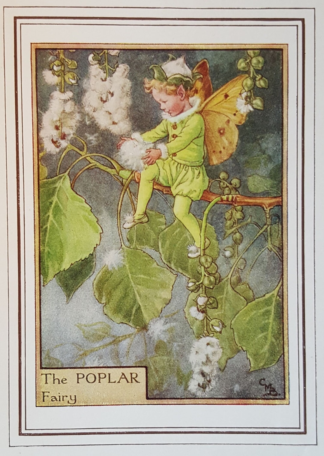 Poplar Tree Flower Fairy UNMOUNTED Flower Fairies 1930's CICELY M ...