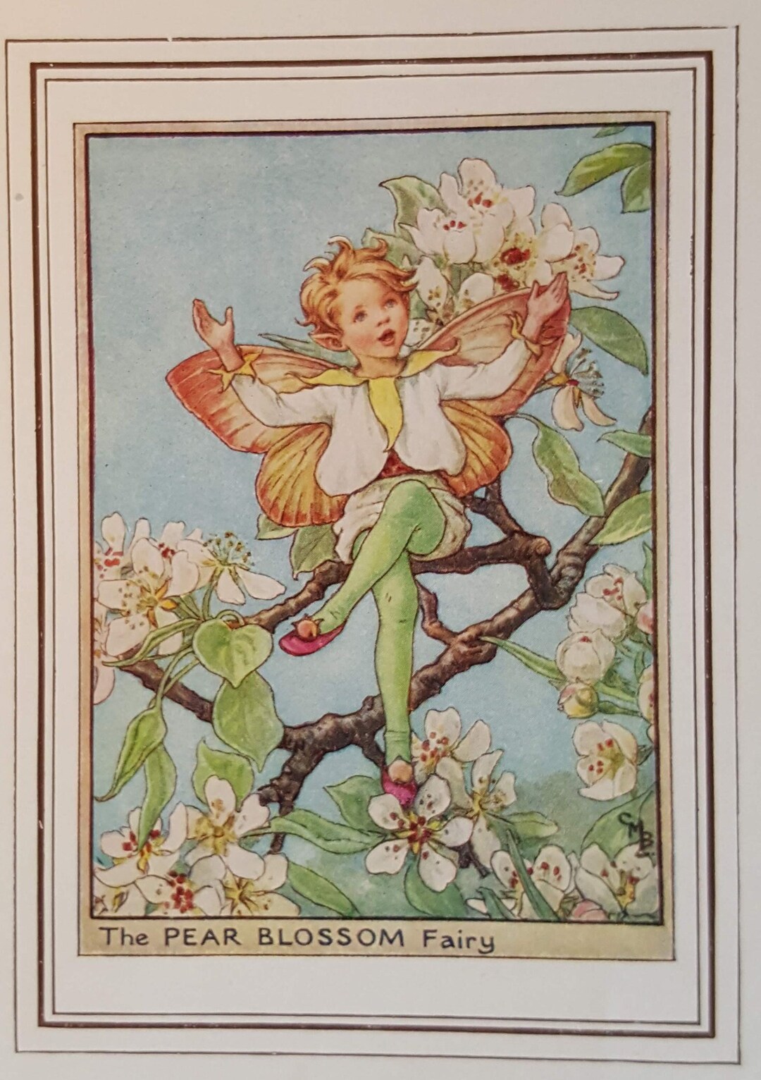 Pear Blossom Tree Flower Fairy UNMOUNTED Flower Fairies 1930's CICELY M ...