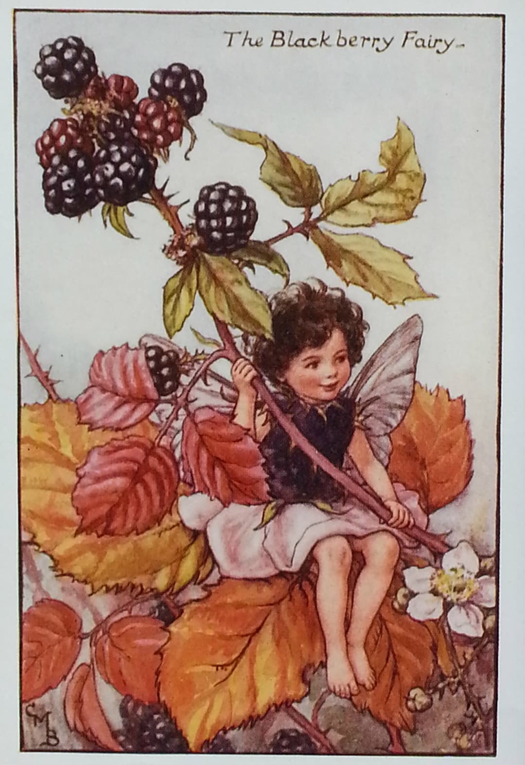 Flower Fairy Vintage Print 1930s Autumn Blackberry CICELY MARY BARKER ...