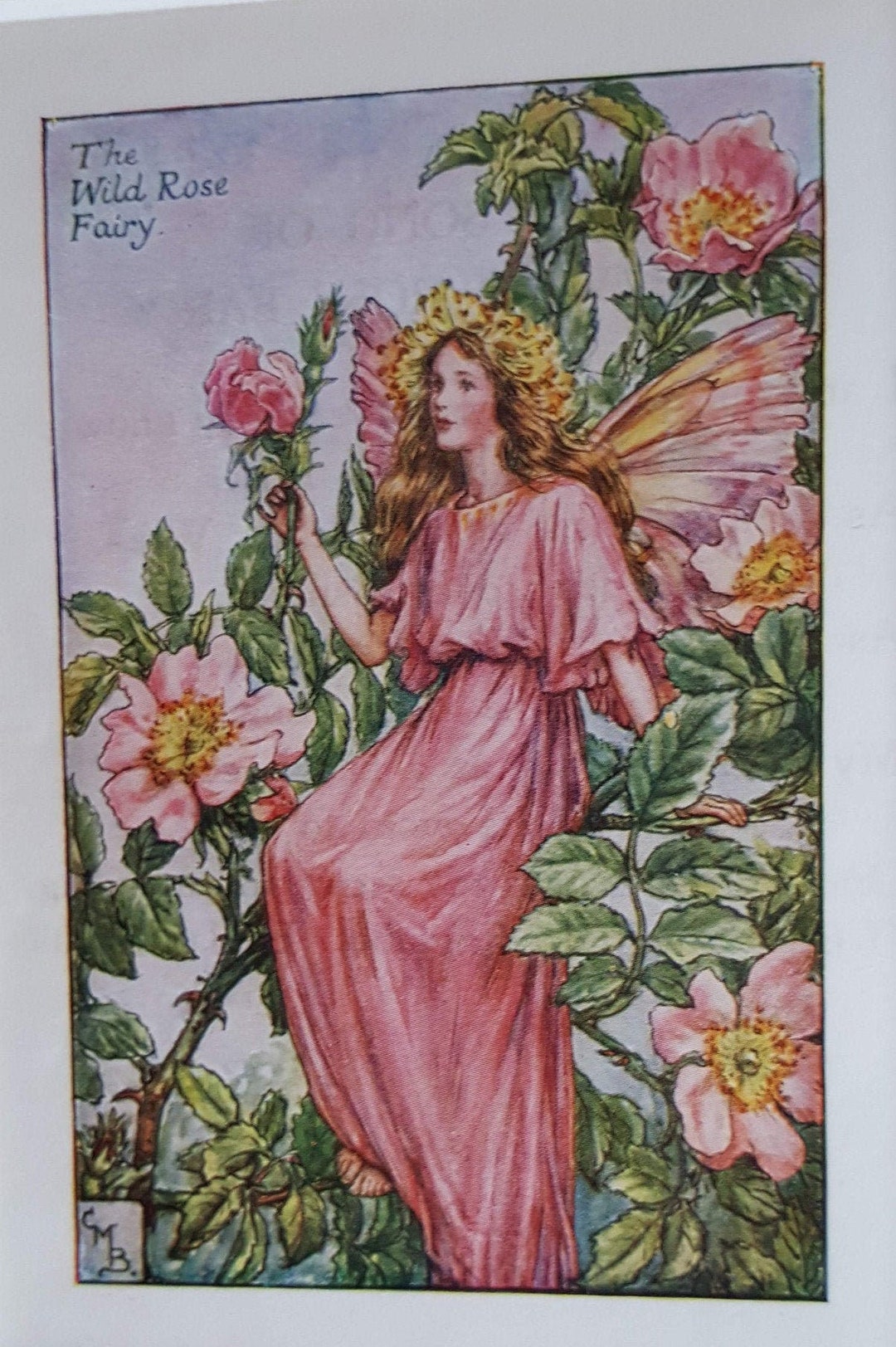 Wild Rose Summer Flower Fairy Mounted 1930's Flower Fairies CICELY MARY ...