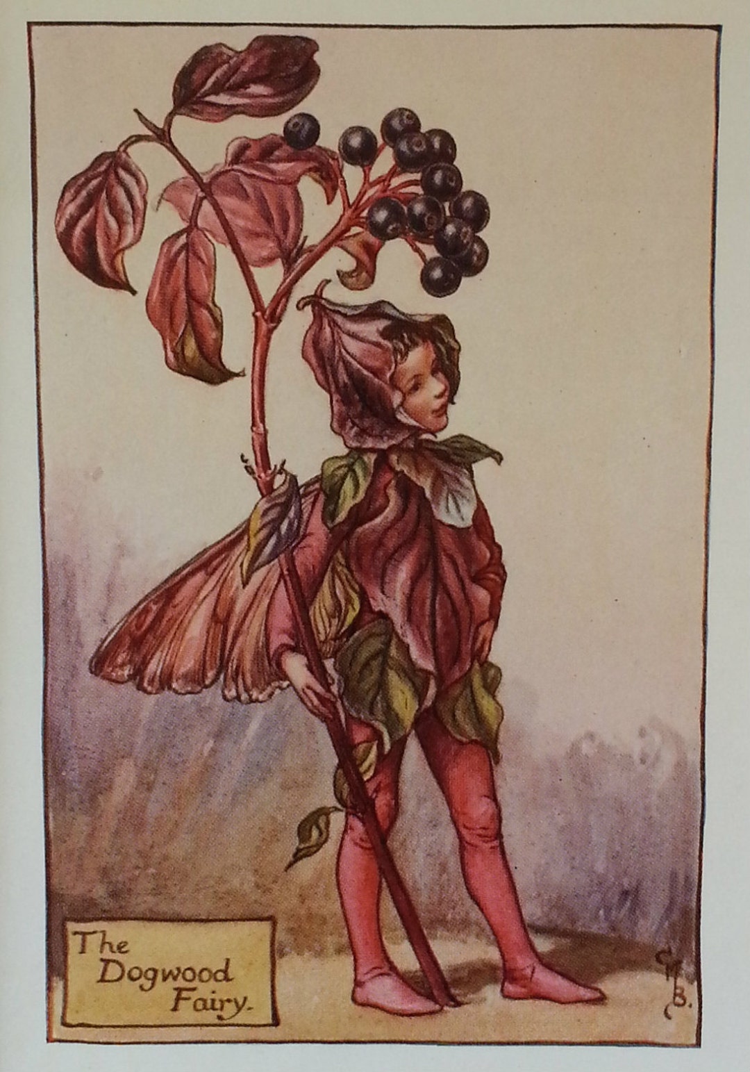 Flower Fairy Vintage Print 1930s Dogwood- CICELY MARY BARKER Boy Flower ...