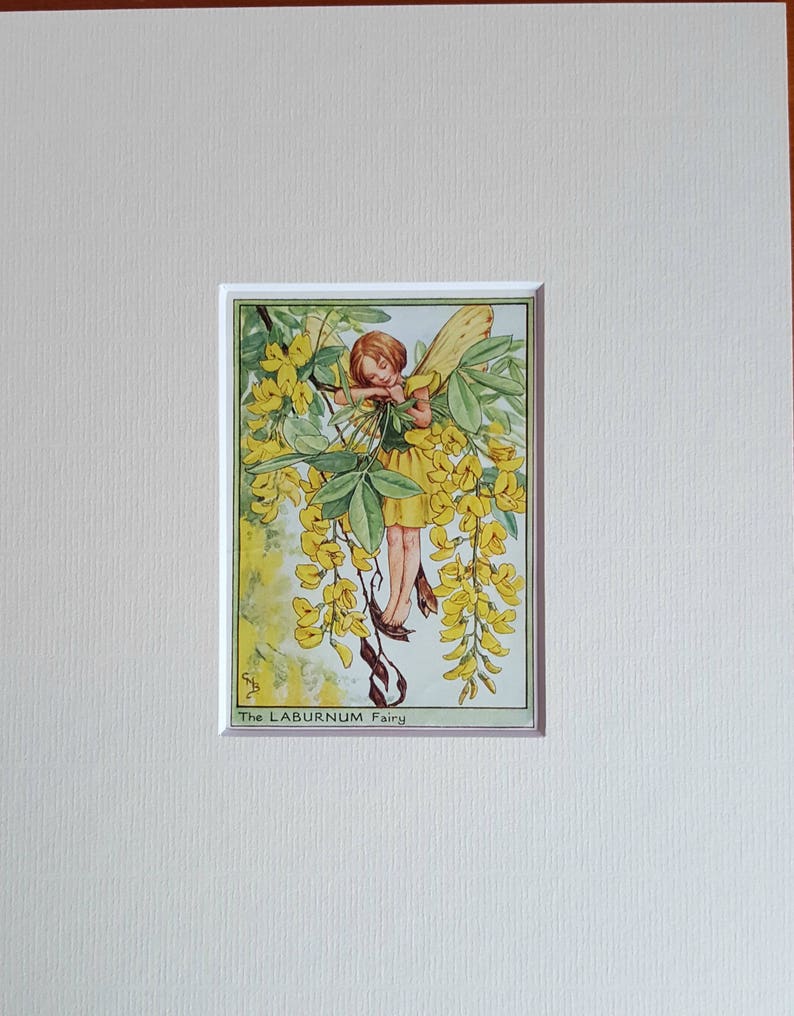 Laburnum Flower Tree Fairy Vintage Print CICELY MARY BARKER Flower ...