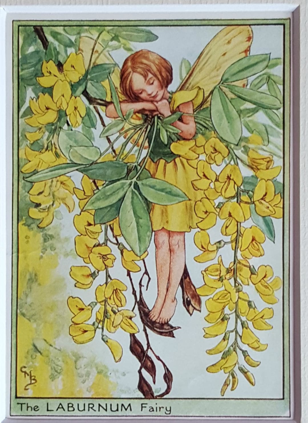 Laburnum Flower Tree Fairy Vintage Print CICELY MARY BARKER Flower ...
