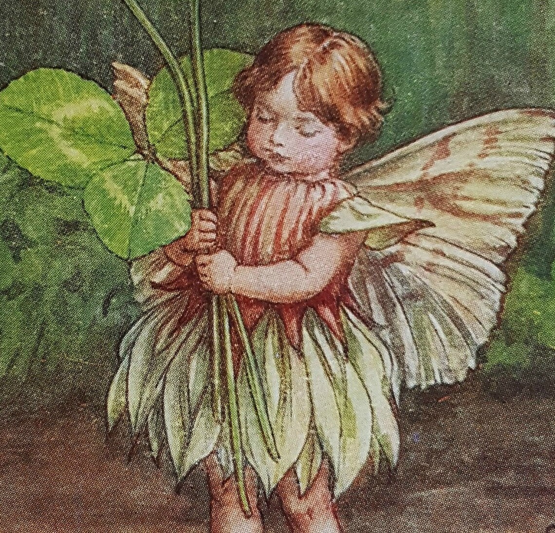 White Clover Summer Flower Fairy Mounted Flower Fairies 1930's CICELY ...