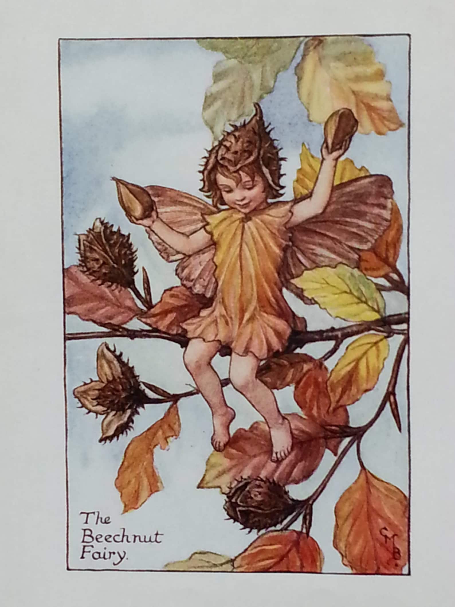 Flower Fairy Mounted Vintage Print 1930s Autumn Beechnut - Etsy