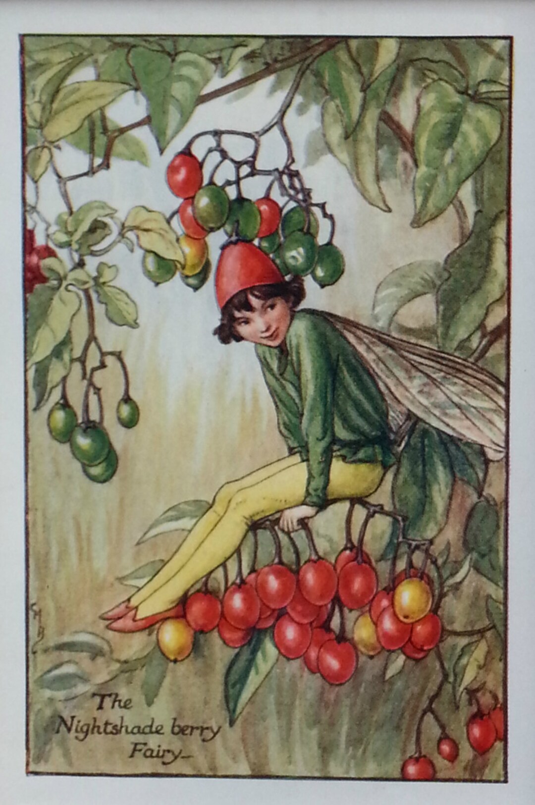 Flower Fairy Vintage Print 1930s Autumn Nightshade Cicely Mary Barker ...