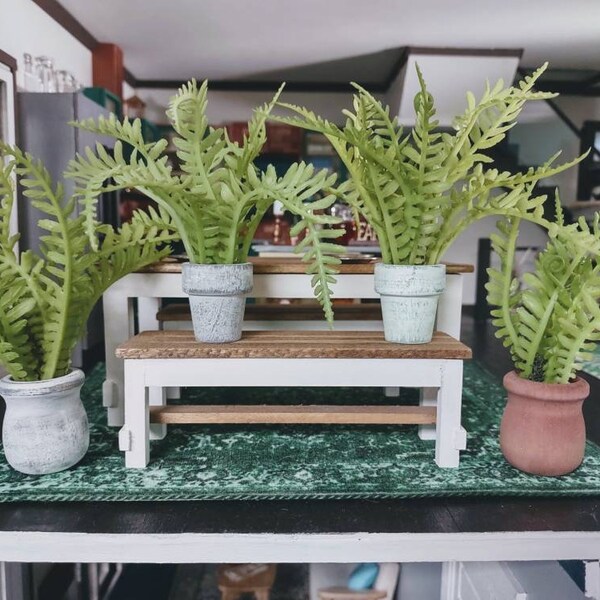 Miniature Ferns - Etsy