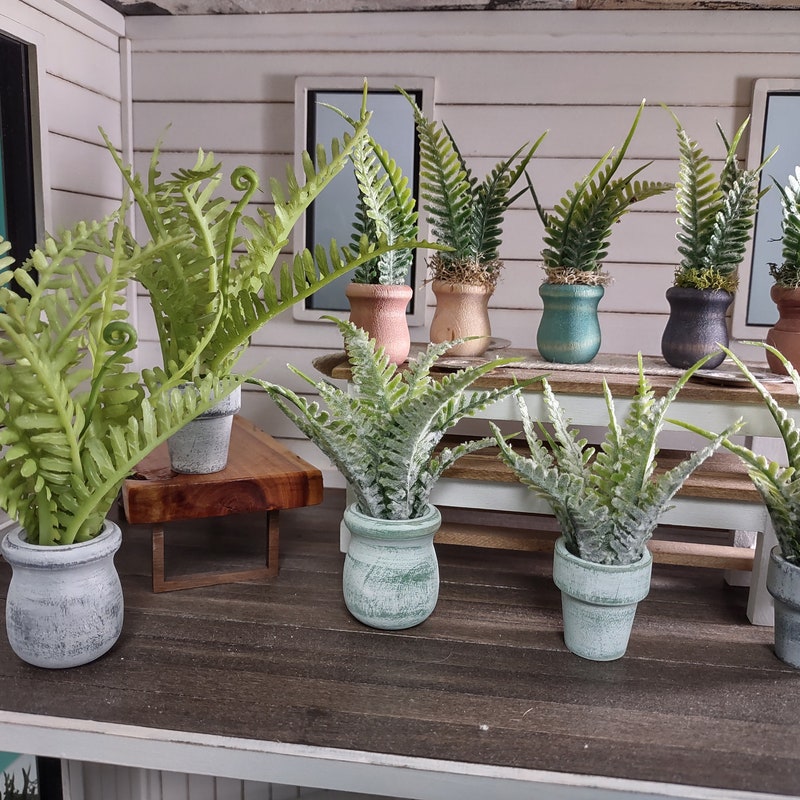 Miniature Fern - Etsy