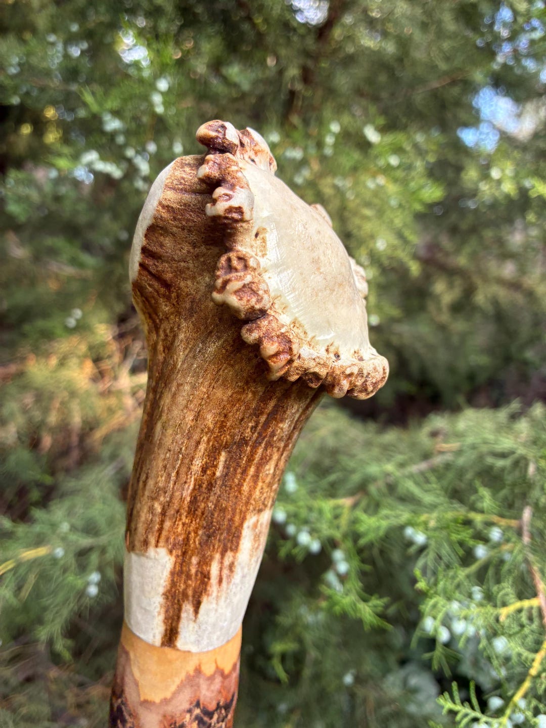 Tall Walking Stick - Elk Antler - Etsy