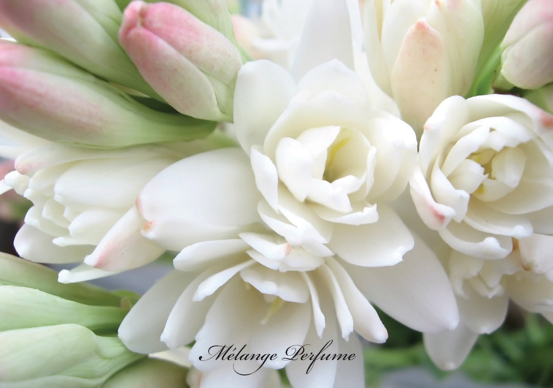 Melange Sugandaraja Tuberose, Jasmine and Neroli Roll on Perfume ...