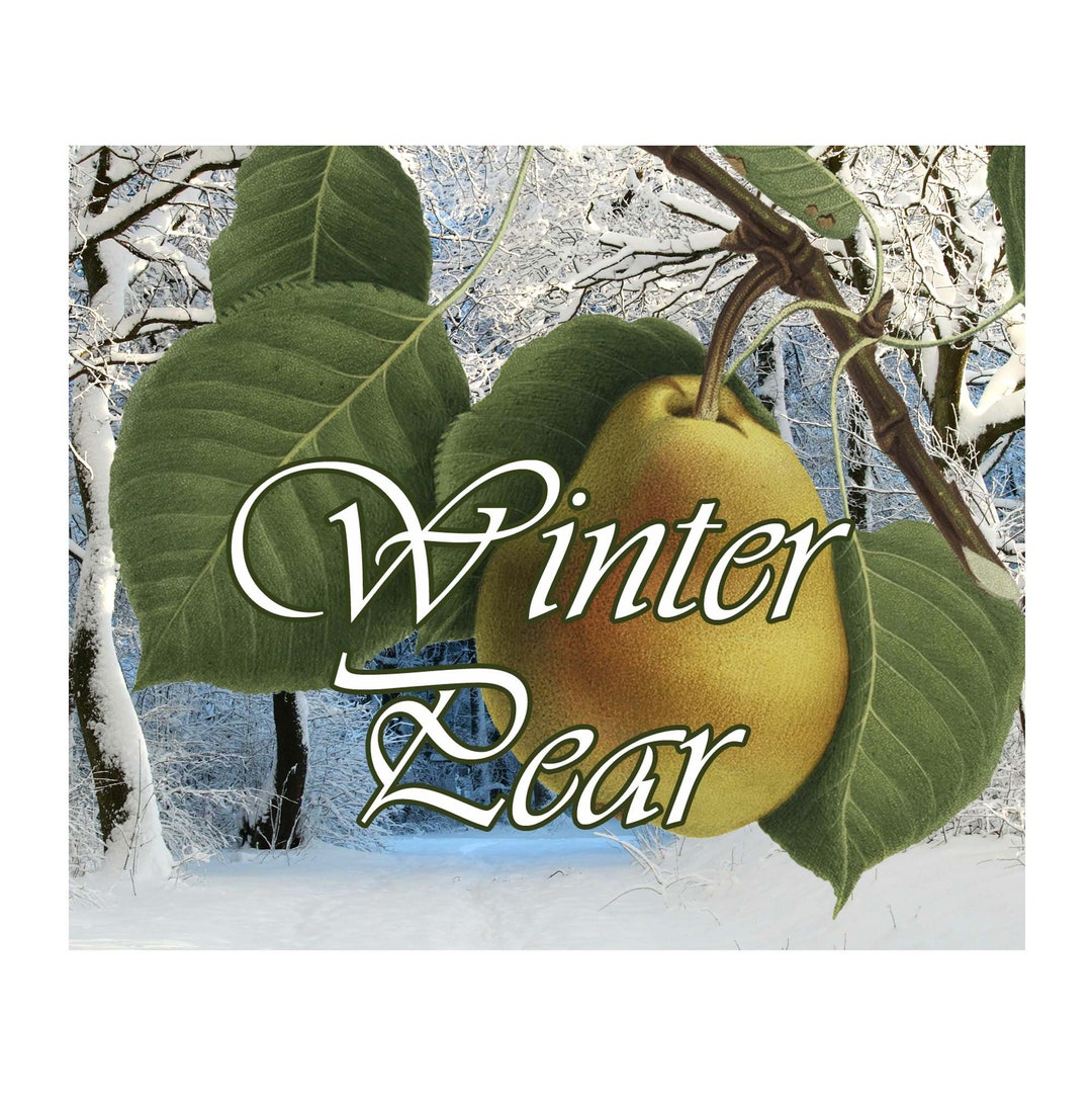 Winter Pear Perfume Oil Sweet Ripe Pear Woods Evergreen Earth Forest ...