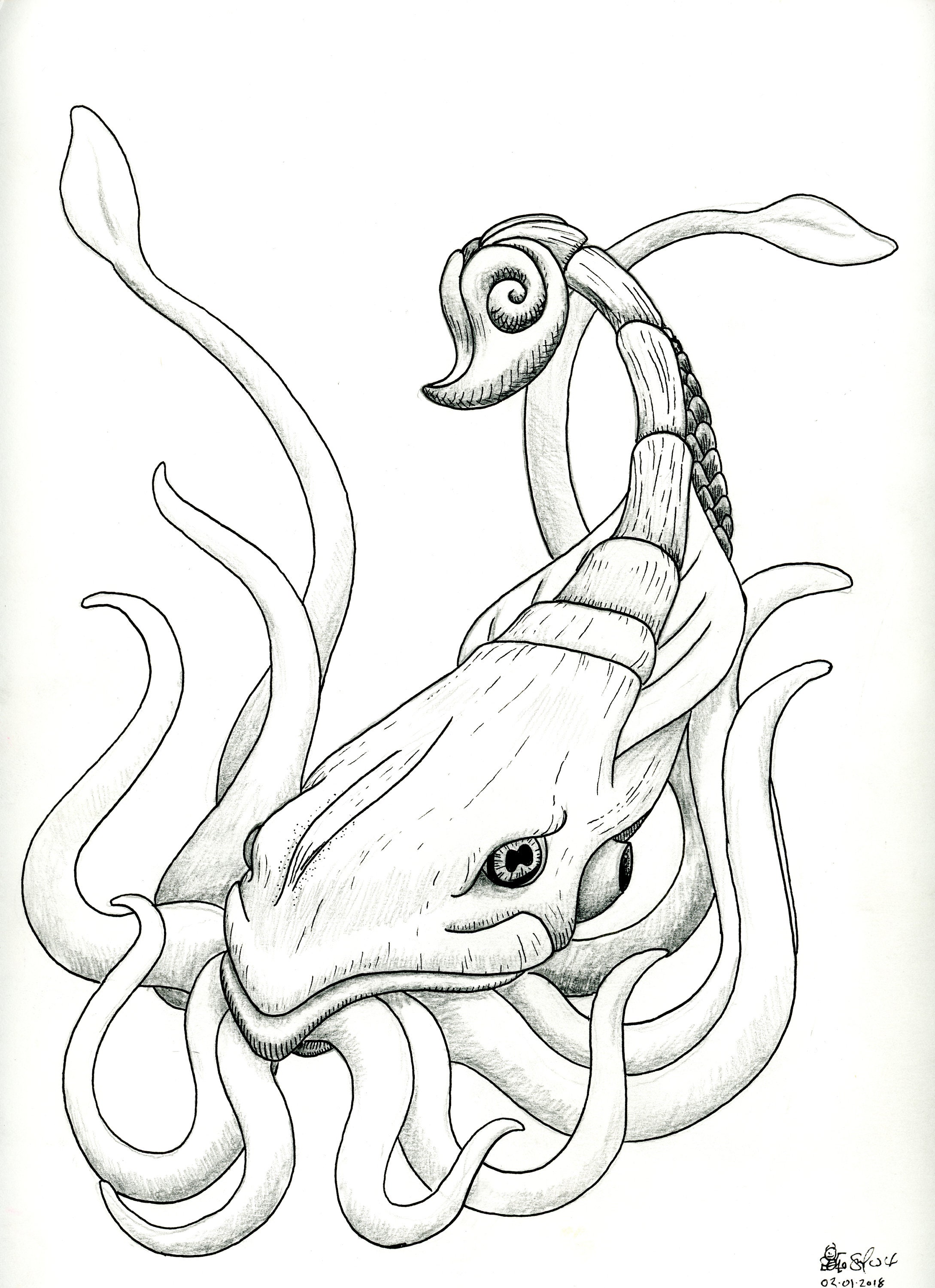 Realistic Squid Drawing