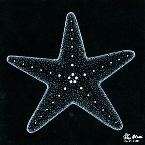 Spotted Starfish - Pointillism Drawing (original) - Etsy