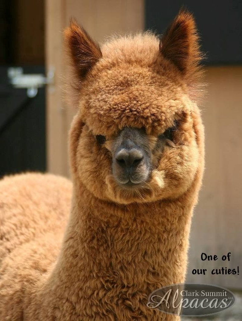 Alpaca Bride Groom Wedding Cake Topper Unique Gift for - Etsy