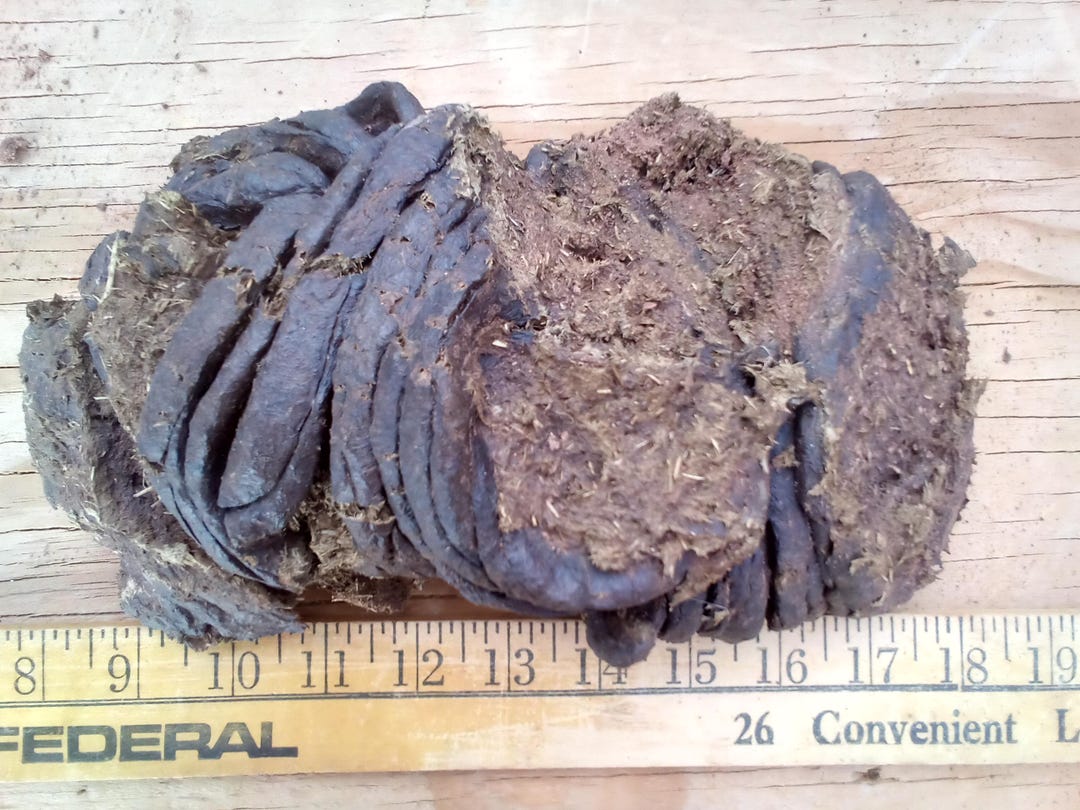 Large Cow Patty From Arizona High Desert Open Range! Cp1 - Etsy
